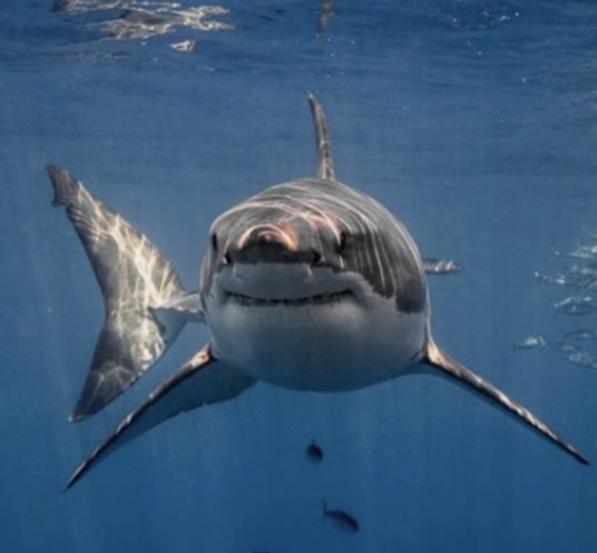 Shocking and surprising: 10 fun facts about sharks that will keep you hooked — The RCHK Truth